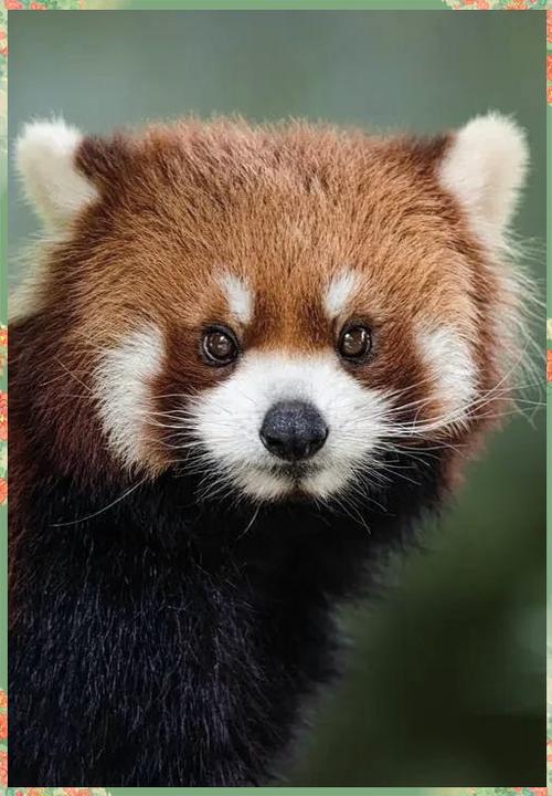 小熊猫58.0官方版最新版本下载截图