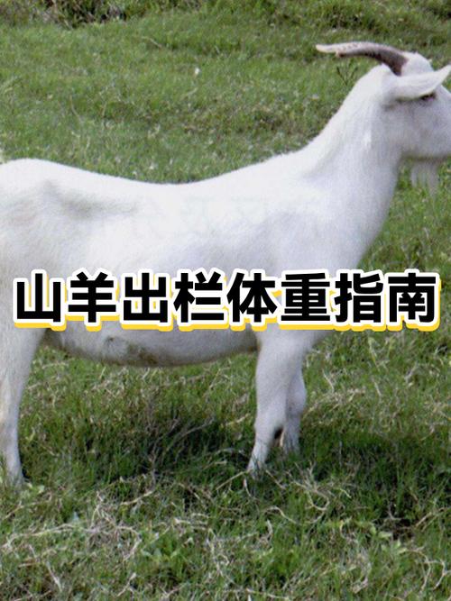 养羊一年可以出栏几次图标