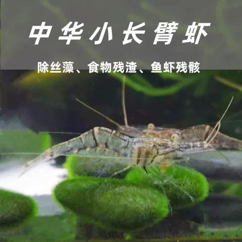 活虾怎么吃截图