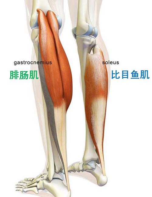 怎样锻炼小腿肌肉图标