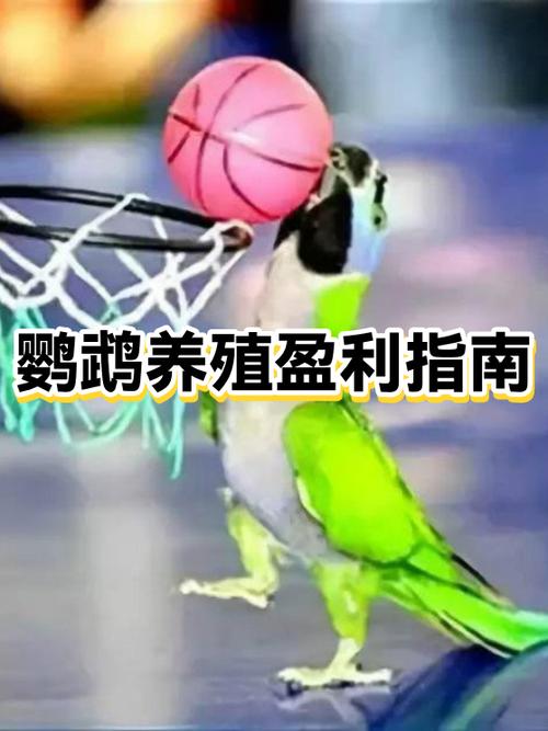开鹦鹉店利润有多少截图