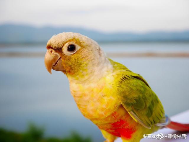小太阳鹦鹉法律开放