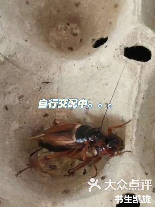 蛐蛐繁殖快吗图标