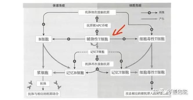 辅助性t细胞偏高严重吗截图