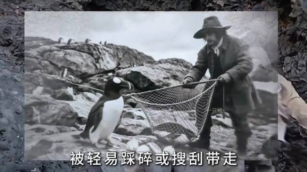 腾讯logo为什么是企鹅图标