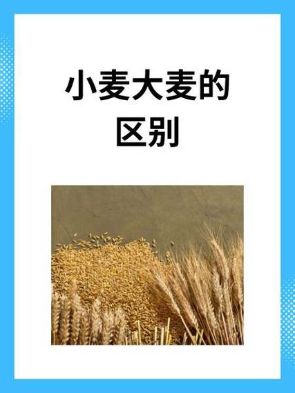 大麦的营养价值