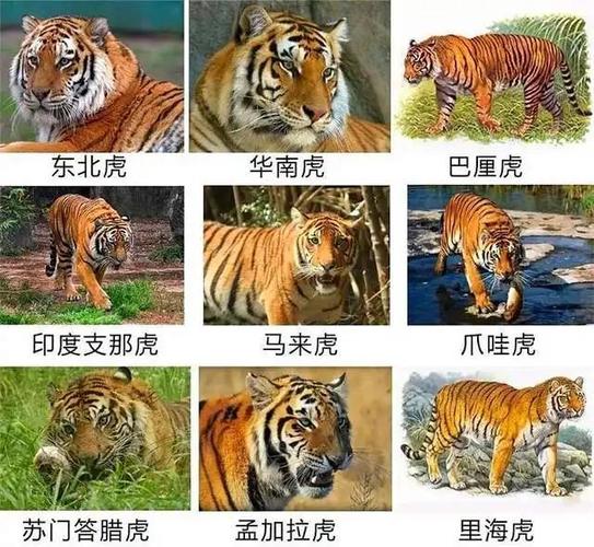 中国野生老虎数量