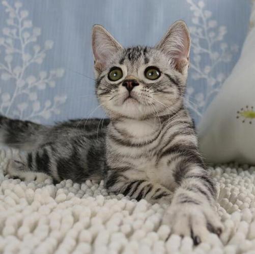 美短猫视频图标