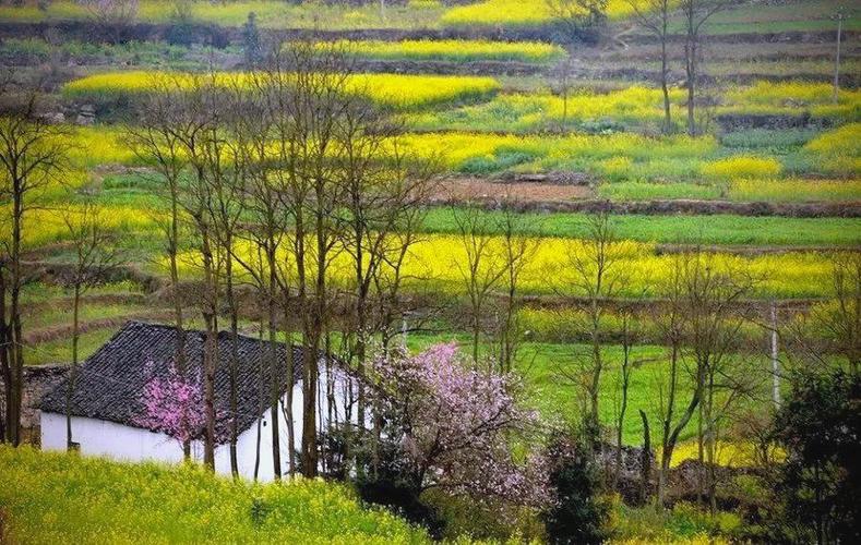 春暖花开旧图标