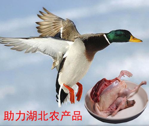 湖北特色鸭叫什么鸭图标