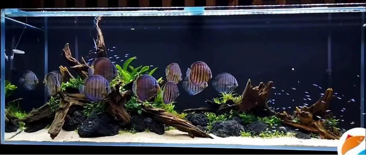 鱼缸 沉木造景