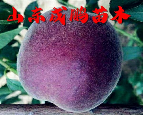 紫色的油桃截图