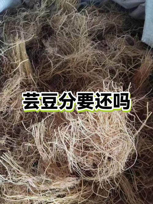 芸豆分第二笔借款要隔多久截图