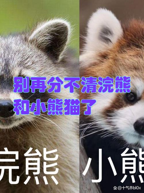 小浣熊与小熊猫图标
