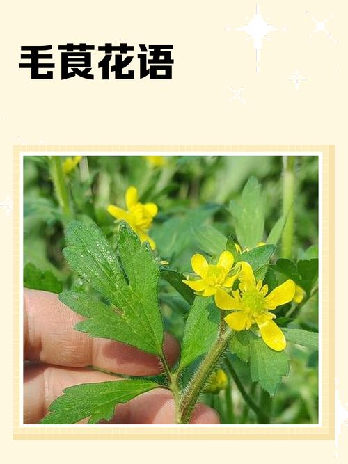花鬘的意思