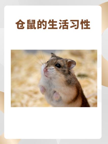 小仓鼠的生活规律截图