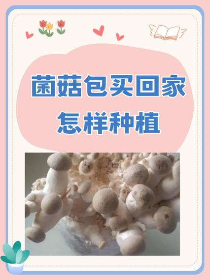 网上买的蘑菇菌包怎么种植截图