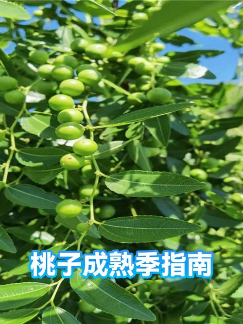 桃子几月吃最好图标