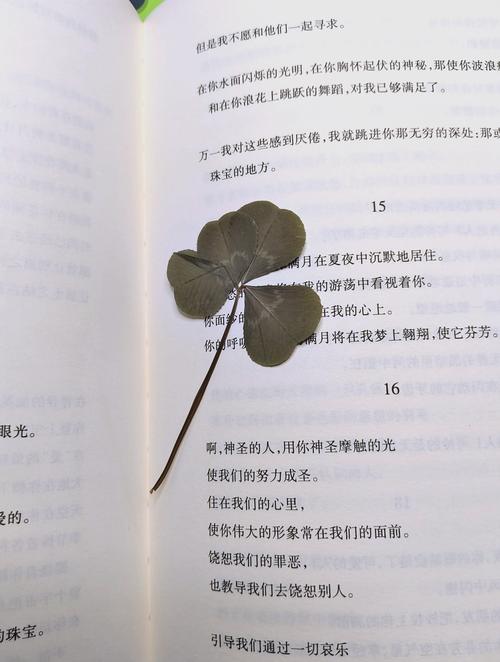 幸运草 小说图标