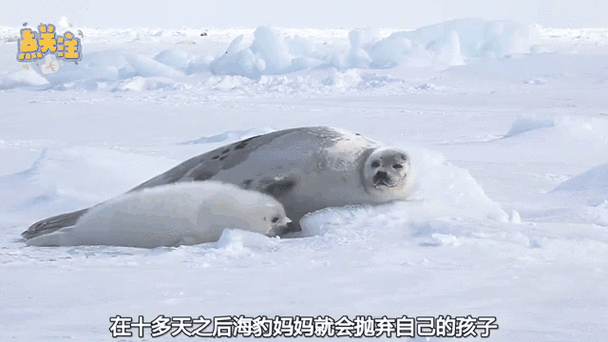 天涯海角海豹妈妈最后怎样了图标