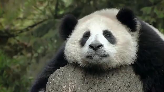 饲养员怎么区分熊猫图标