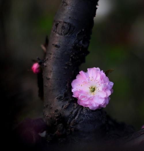 小桃花是什么意思图标