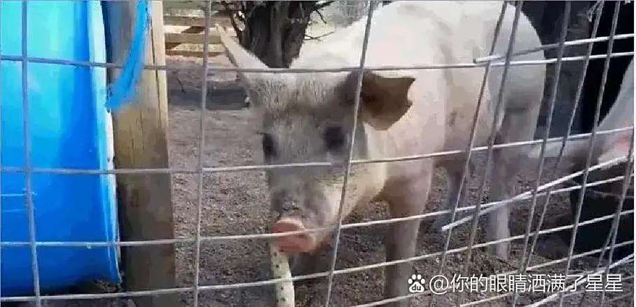 老虎狮子怕不怕毒蛇图标
