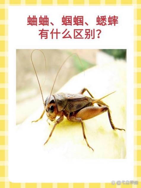 东北蛐蛐和南方蛐蛐哪个厉害图标