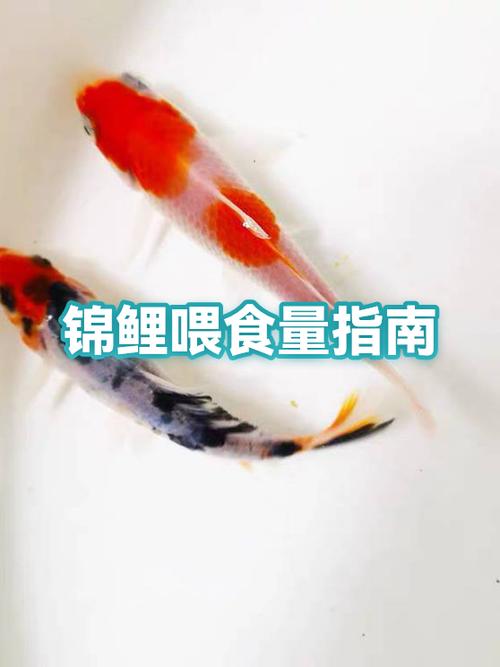 锦鲤一般几天喂一次食图标
