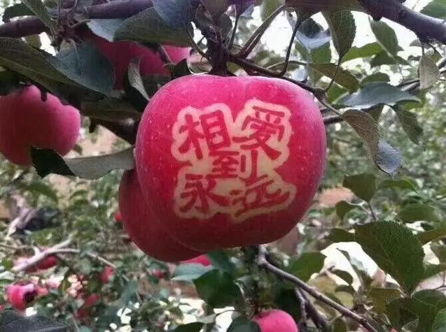 苹果带字照片