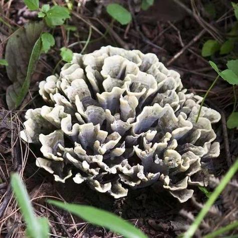 野山菌菇图片图标