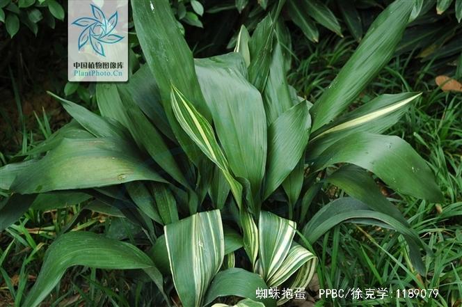 一叶兰是阴气最重的植物吗截图