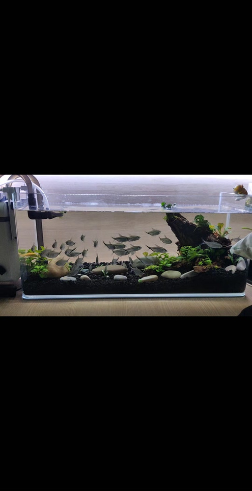 鱼缸底砂用什么最好截图