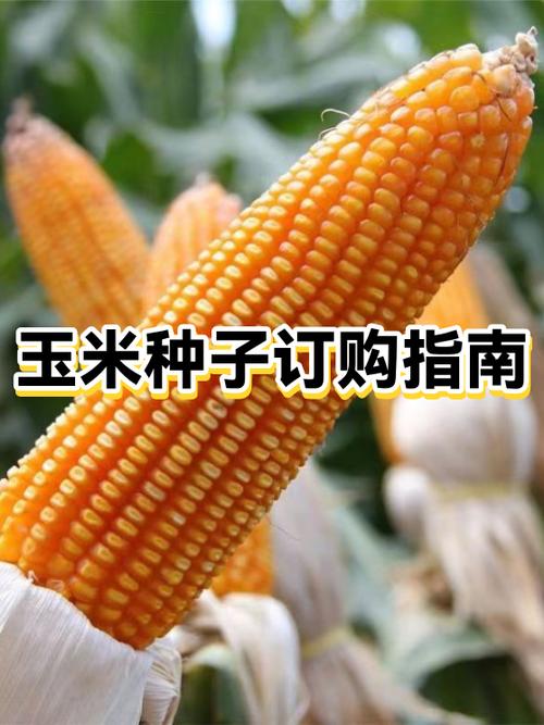 玉米种子销售政策截图