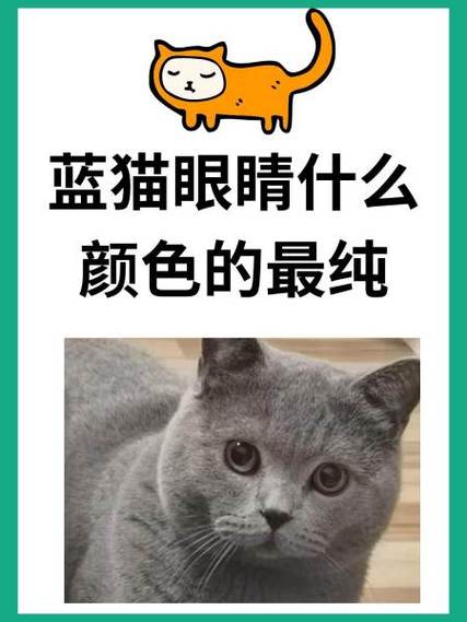 蓝猫最佳配对表