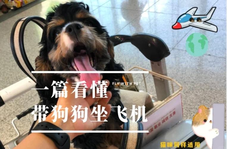 托运狗狗最便宜的方法图标