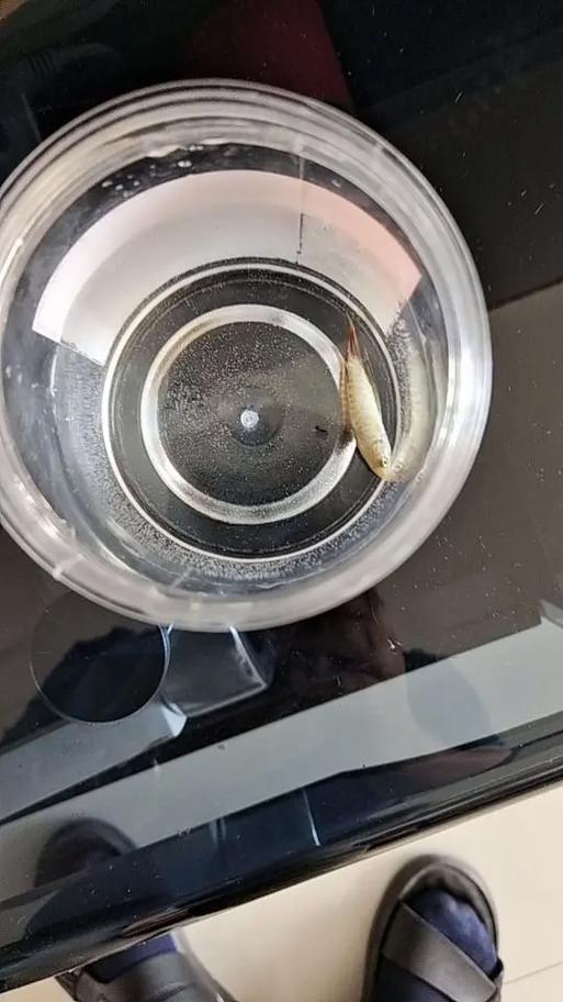 买了几条新鱼旧鱼都死了图标