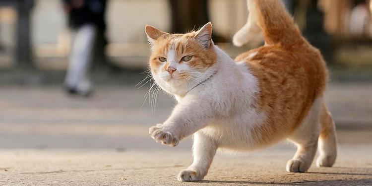 猫步走路挣钱图标