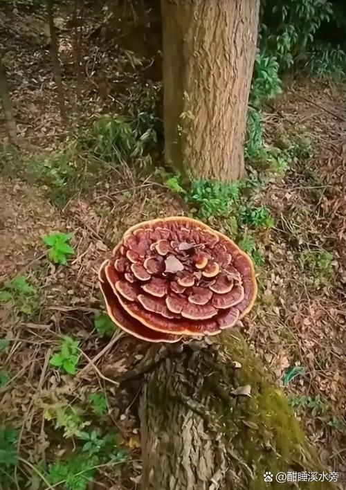 灵芝是什么样子截图