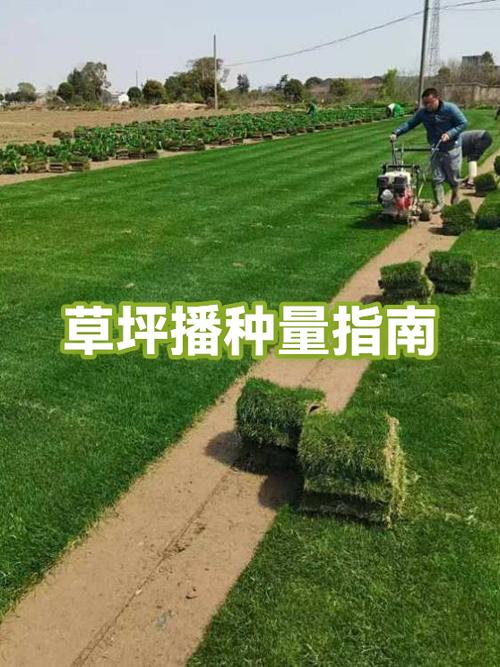 如何播种草坪草种子图标