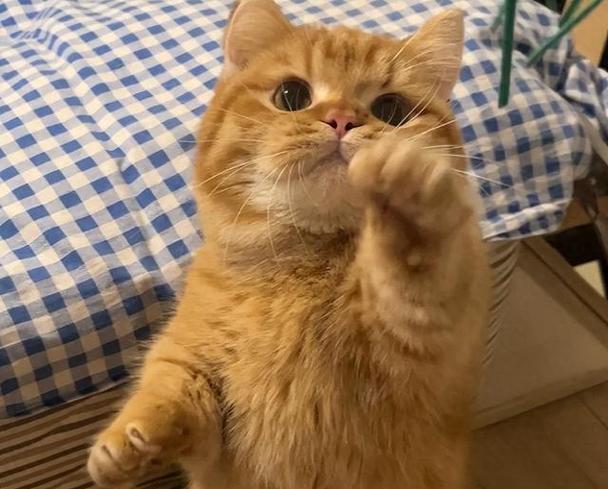 猫咪旺财名字图标