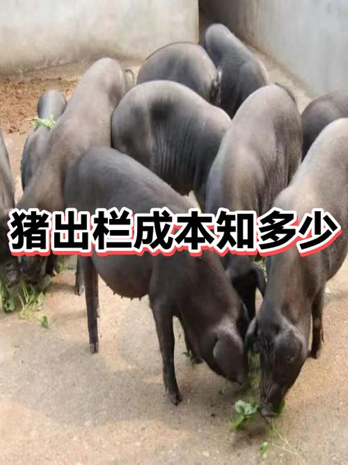 一头猪到出栏成本多少图标