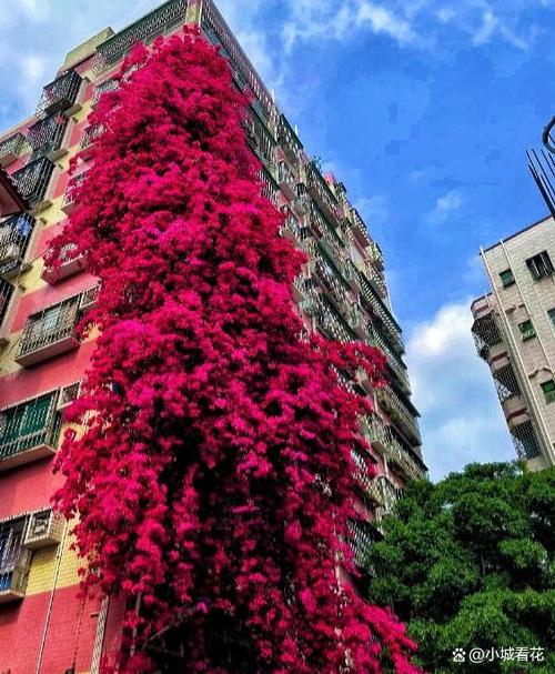 门口可以放花吗