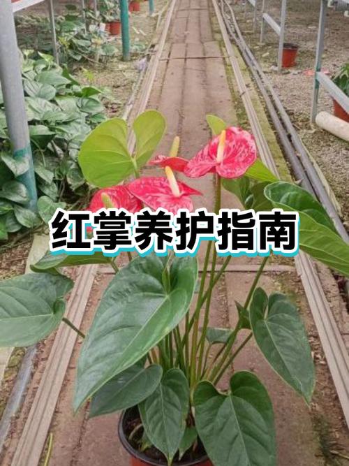 红掌用什么花盆合适图标