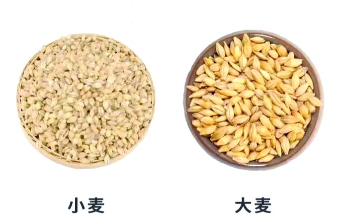 啤酒大麦好还是小麦好图标