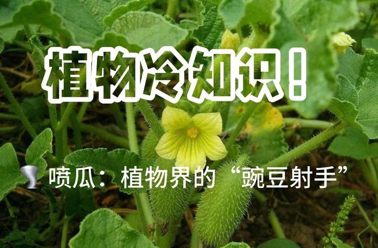 葫芦内部怎么清理干净图标