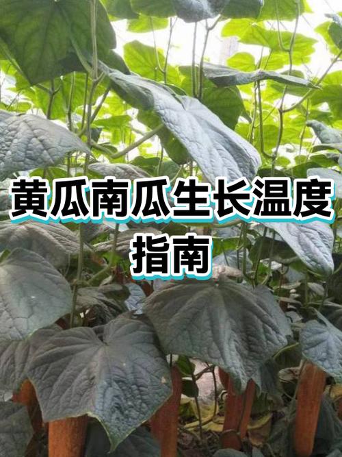 泰拉瑞亚南瓜成熟要多久图标