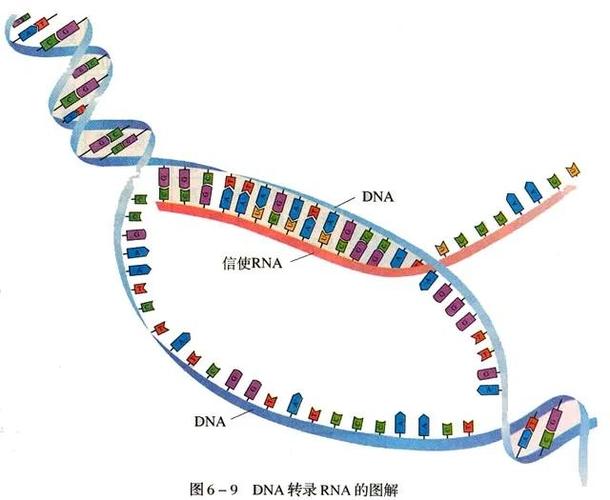 dna病毒和rna病毒图标