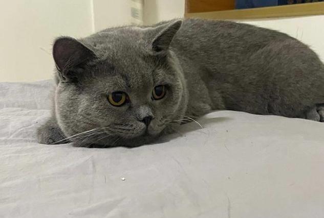 蓝猫聪明还是笨图标