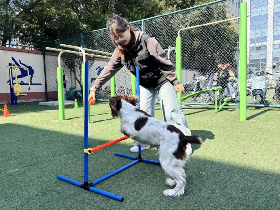 萌宠训练大师图标